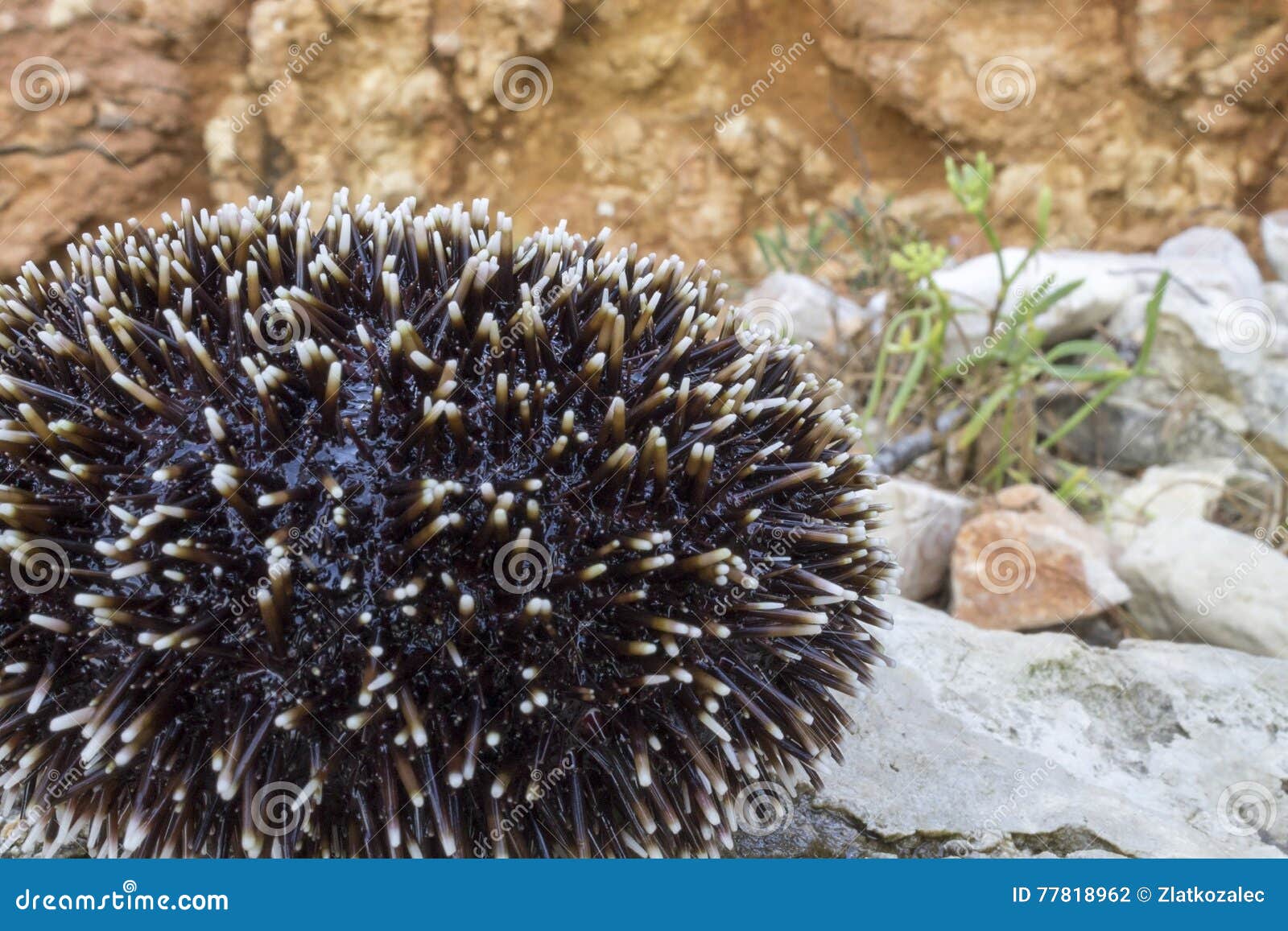 Close up of a sea urchin stock photo. Image of scuba - 77818962
