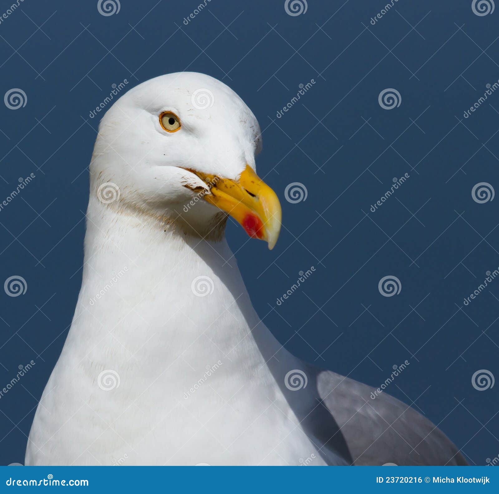 A close-up of a seagull stock photo. Image of ornithology - 23720216