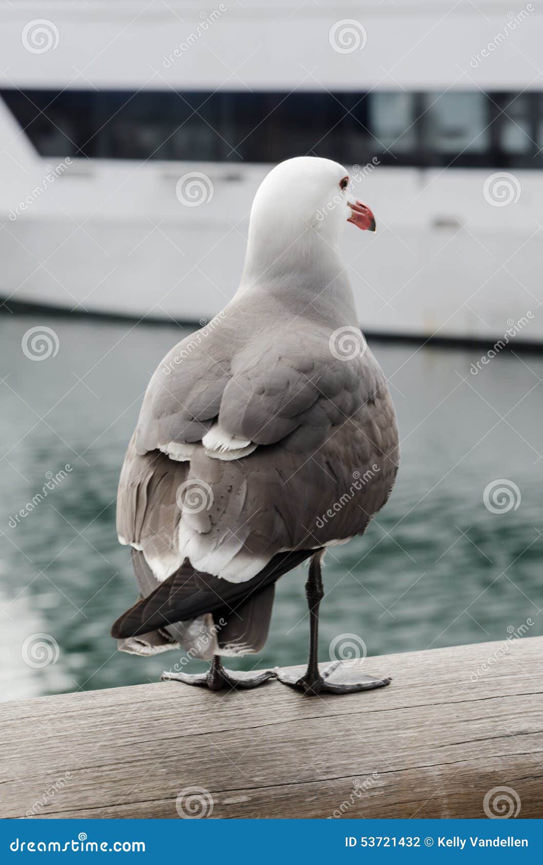 Close Up Of Seagull From Behind Stock Photo - Image: 53721432