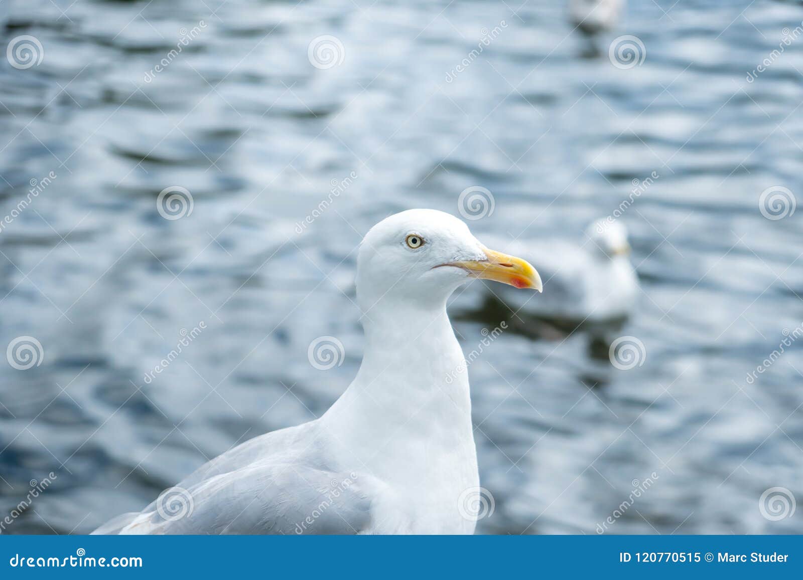 Close Up of Seagull Face Over the Ocean Beautiful Light Stock Image ...