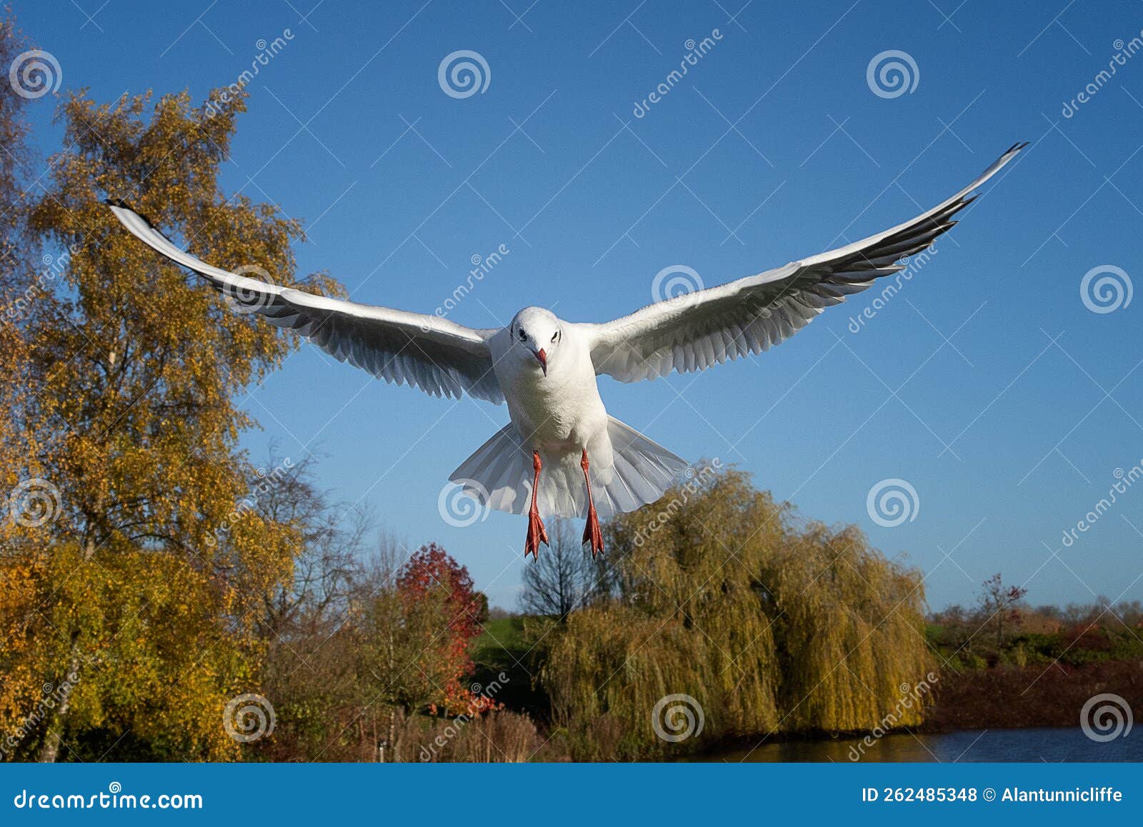 Close Up of a Seagull in Flight Stock Photo - Image of looking, wild ...