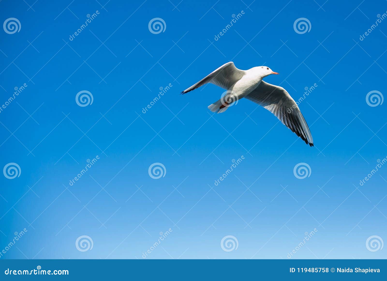 A Silver Gull in Flight stock photo. Image of seagull - 119485758