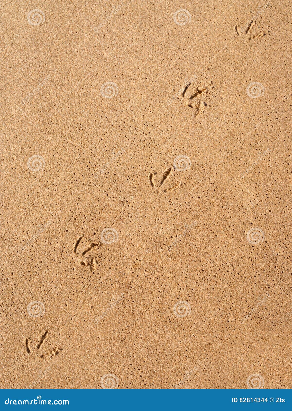 Close Up of a Seagull Footprints Track Stock Photo - Image of path ...