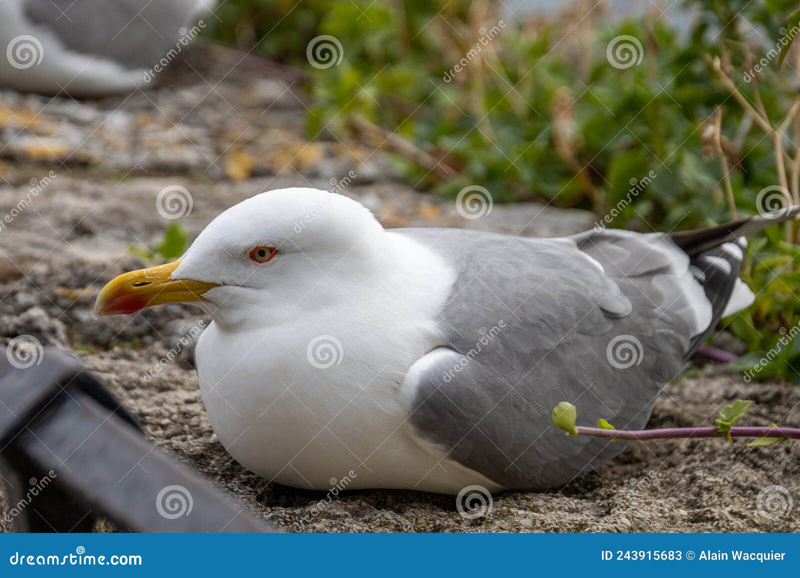 Close Up of a Seagull Lying Down Stock Image - Image of background ...
