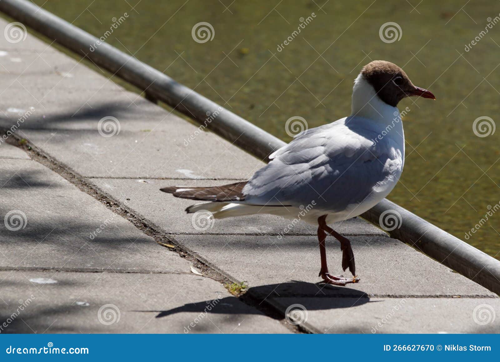 Close Up of Seagull Perching in City Stock Photo - Image of road ...