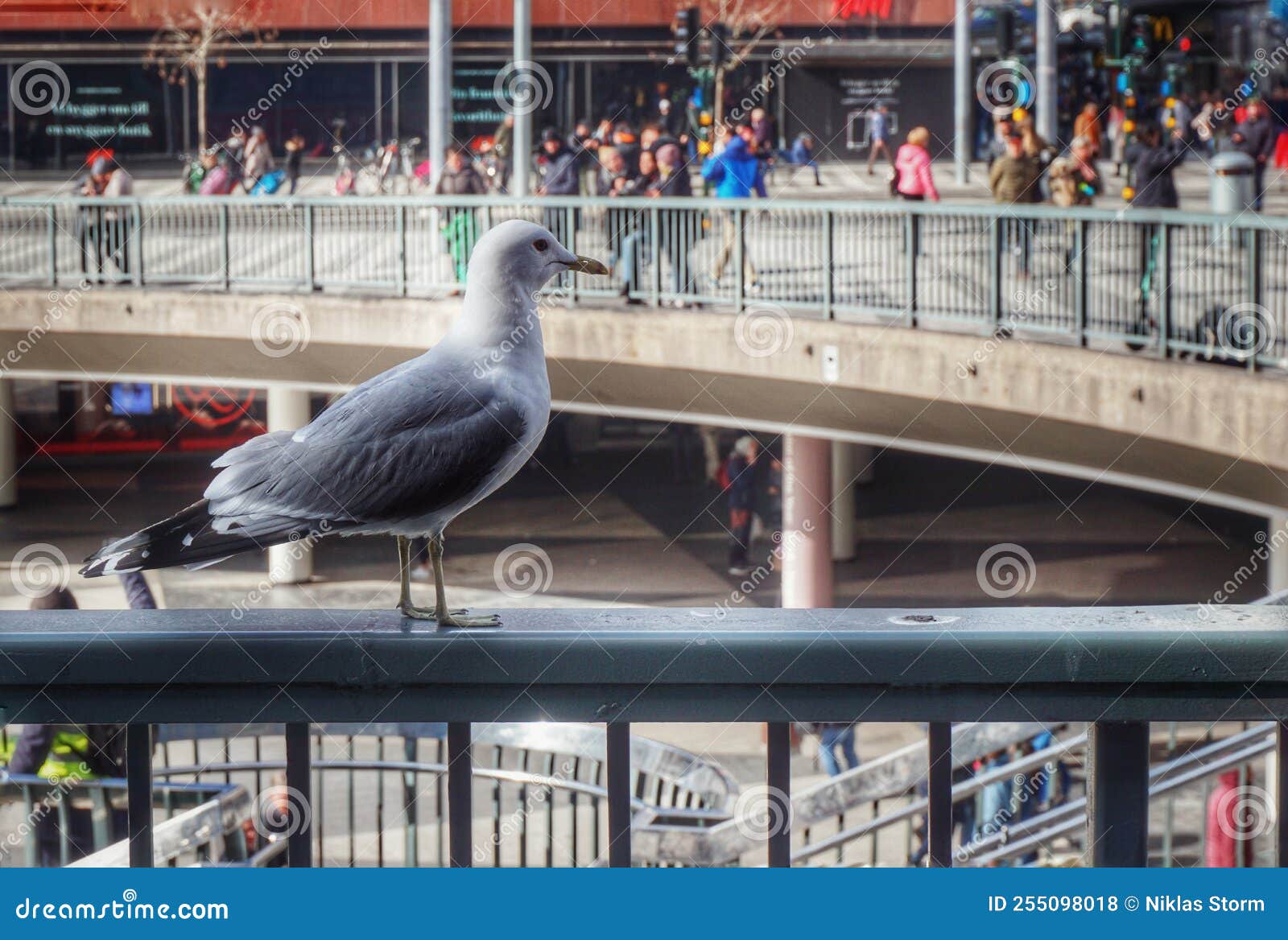 Close-up of Seagull Perching on Railing Stock Photo - Image of seagull ...