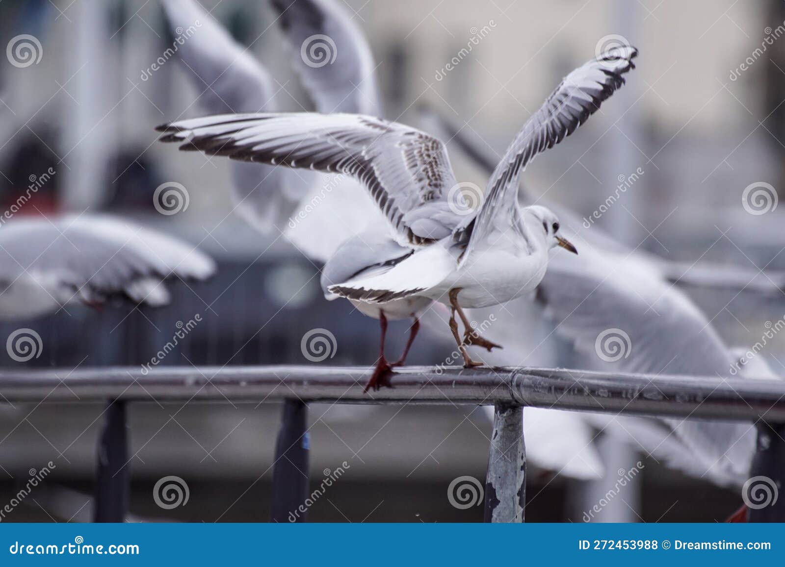 Close Up of Seagull Perching on Railing Stock Photo - Image of seagulls ...