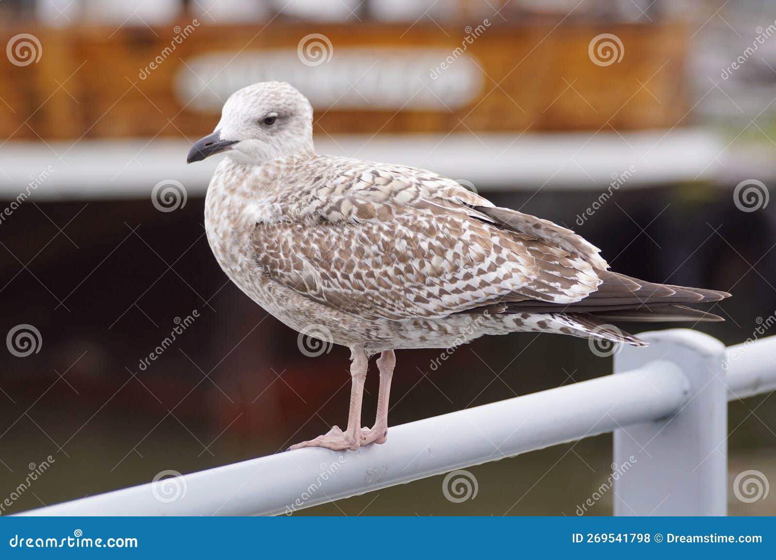 Close Up of Seagull Perching on Railing Stock Photo - Image of gull ...
