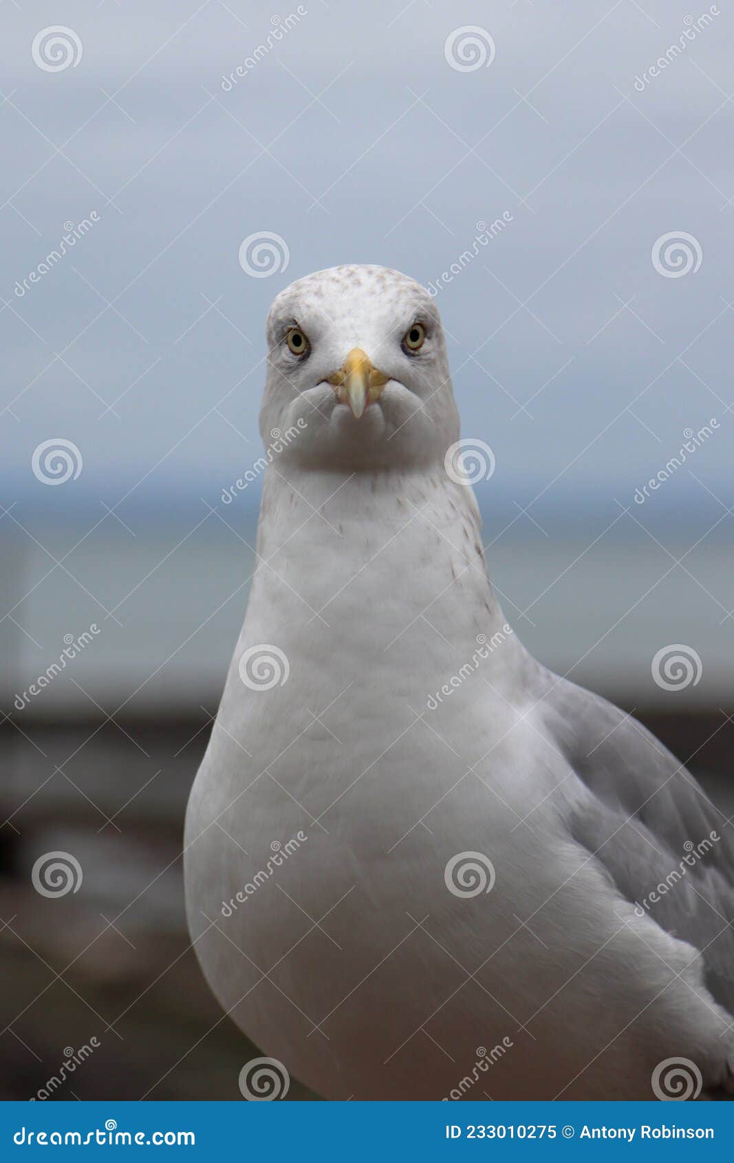 Close up of a seagull stock image. Image of nature, scary - 233010275
