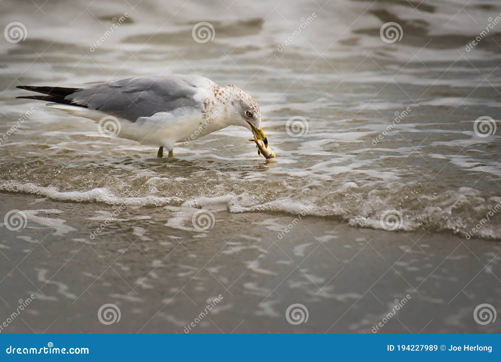 A Close Up of a Seagull with a Fish. Stock Image - Image of carolina ...