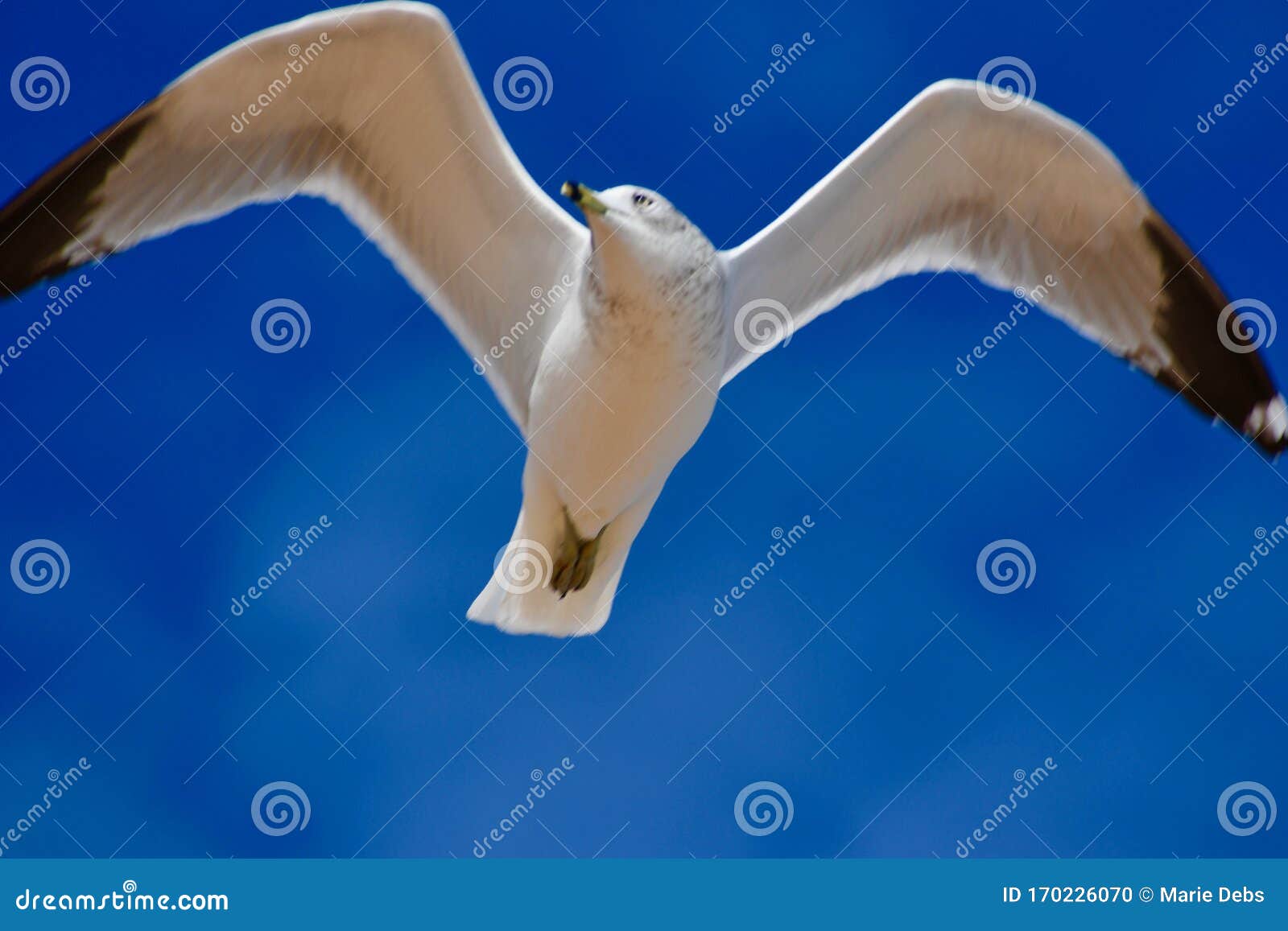 Tern or Gull in Flight with Wings Spread Stock Photo - Image of close ...