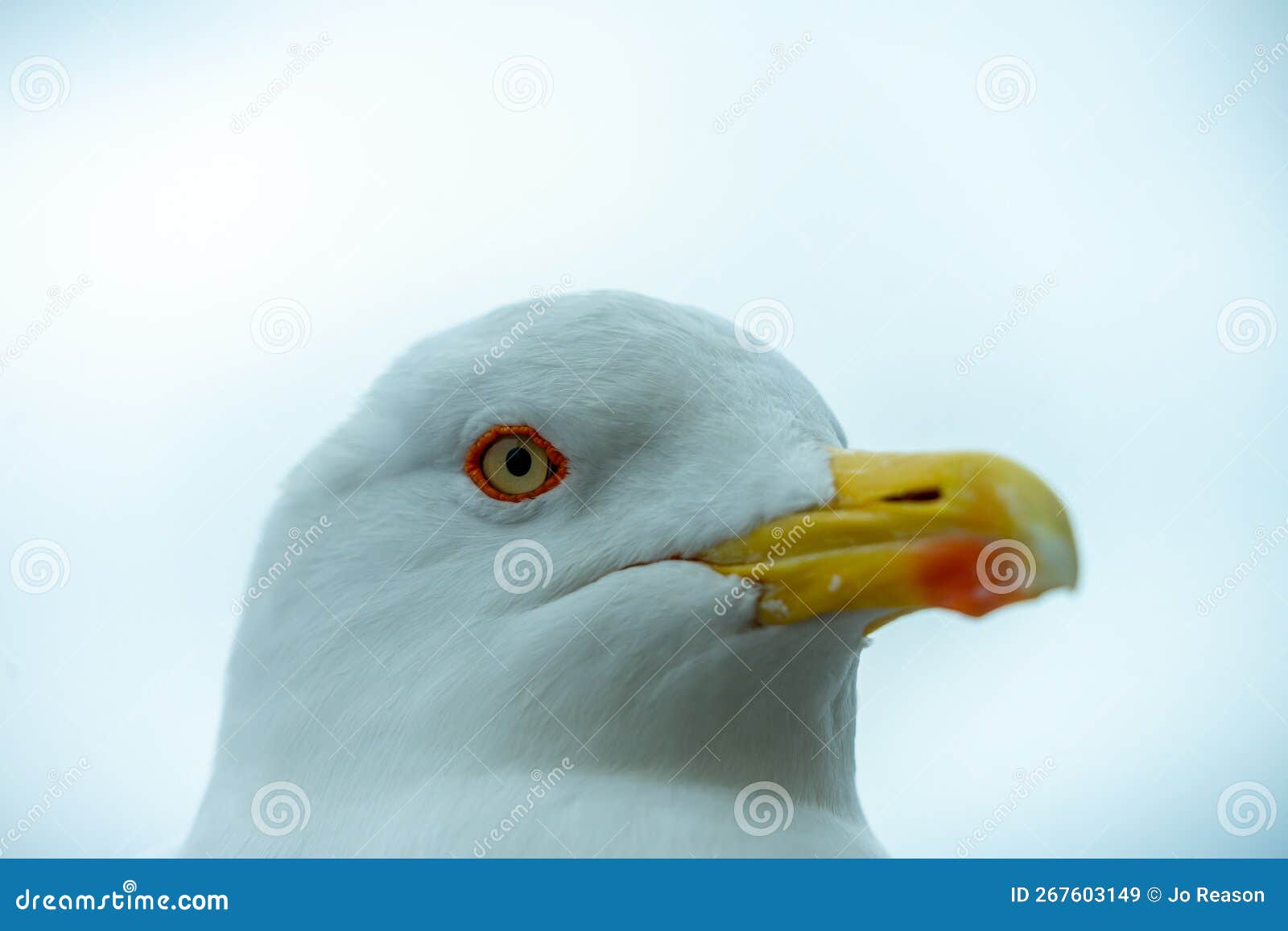 Close up of a seagull stock image. Image of beauty, gull - 267603149