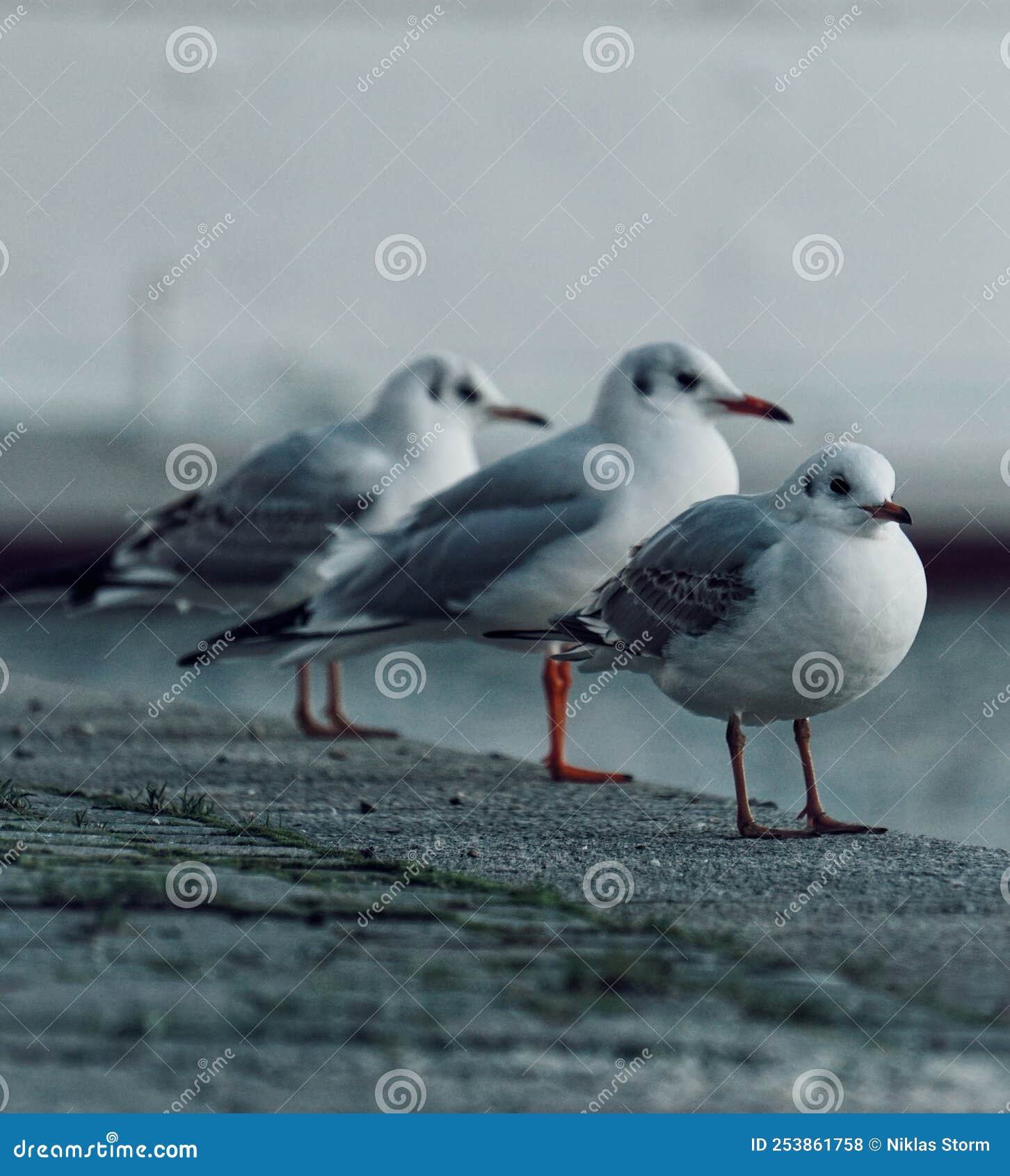 Close Up Of Seagulls Or Gulls Migratory Birds, A Medium Size Water Bird, Spotted Flying In ...
