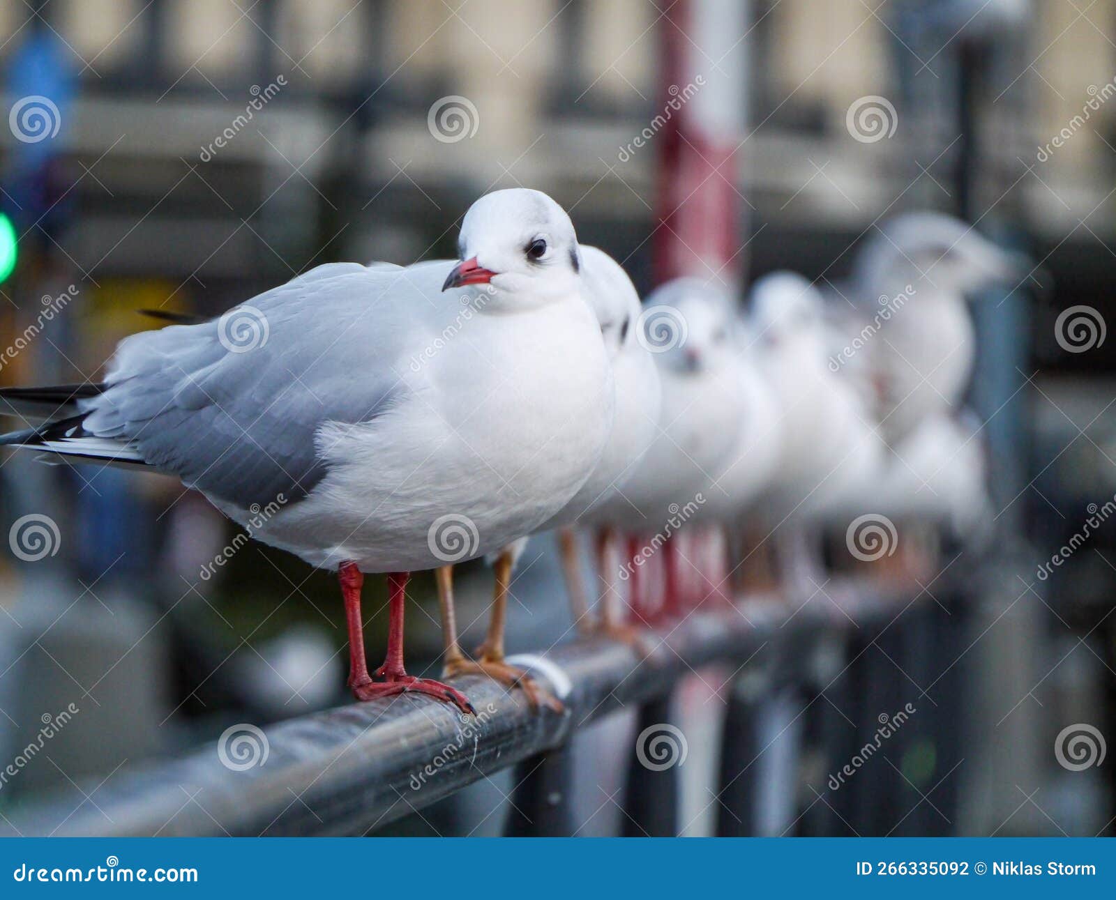 Close Up of Seagulls Perching on Railing Stock Photo - Image of railing ...