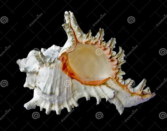 Close up of seashell stock image. Image of helical, univalve - 176032593