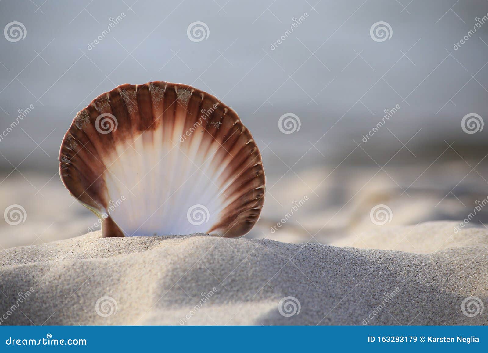 Close-up of a Seashell on the Beach Stock Image - Image of sand, object ...