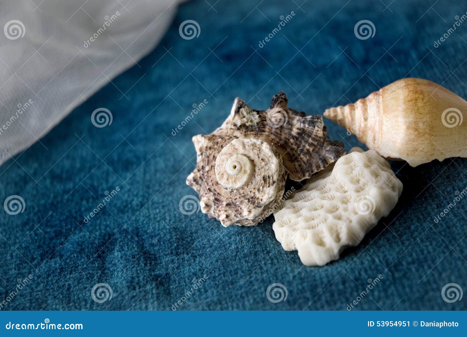 Close up seashell on blue stock image. Image of seashell - 53954951