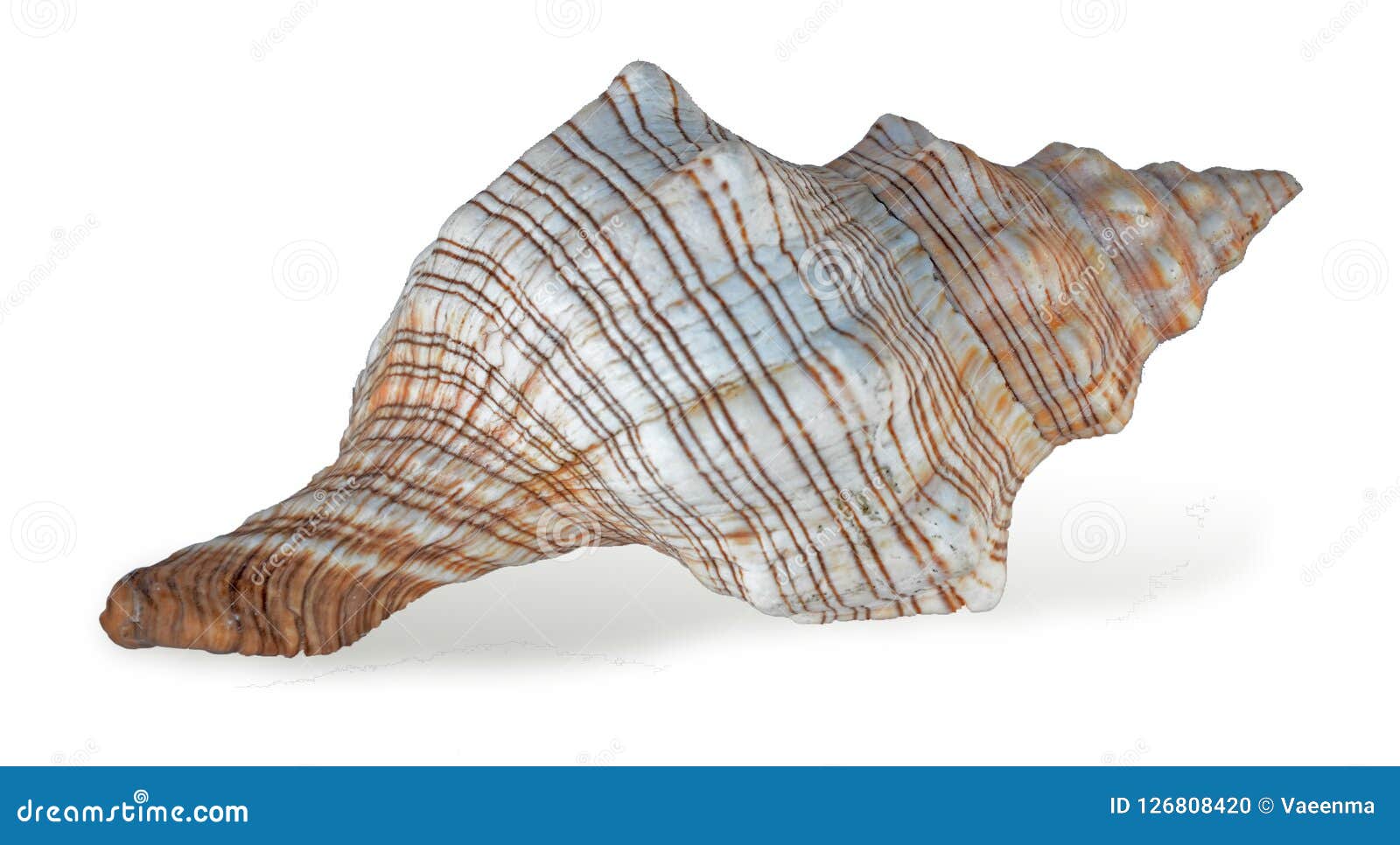 Close up of seashell stock photo. Image of close, seashell - 126808420