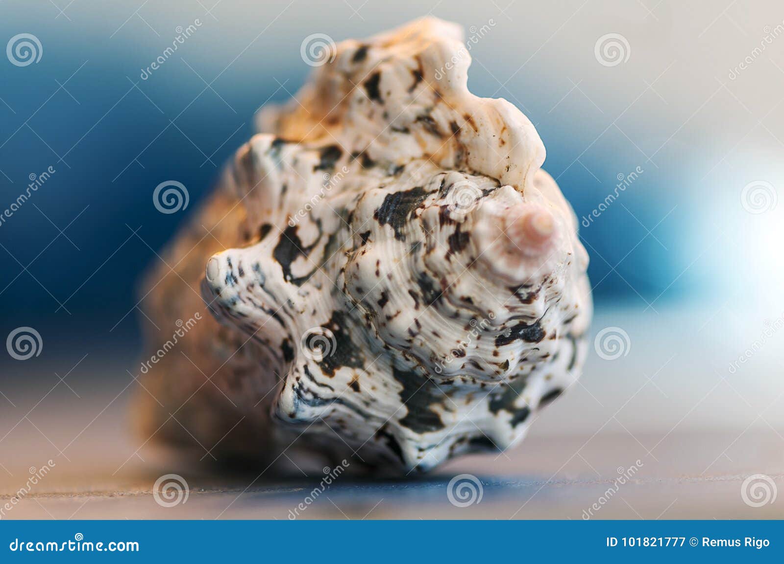Close-up on a seashell stock image. Image of exotic - 101821777