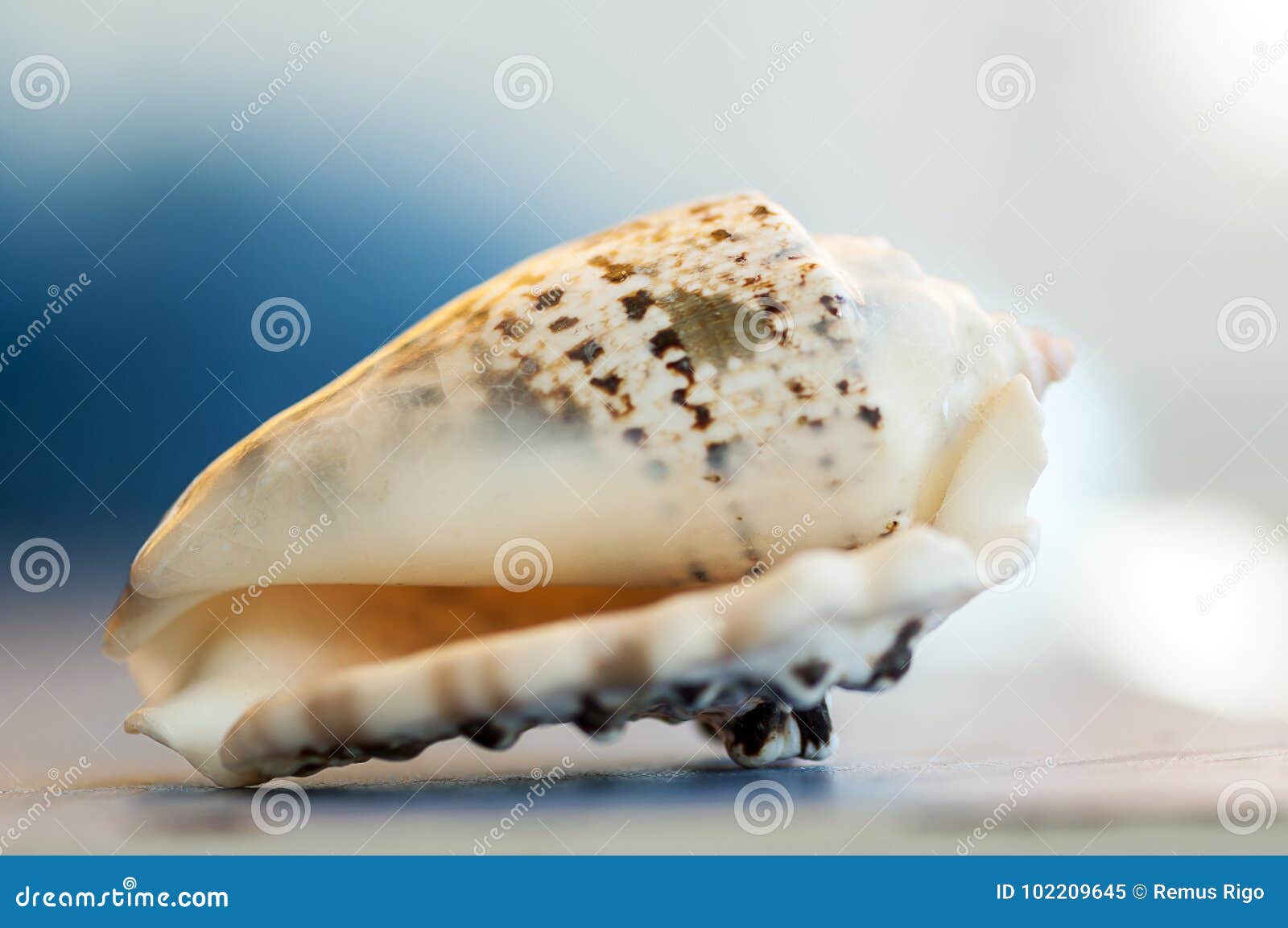 Close-up on a seashell stock image. Image of saltwater - 102209645