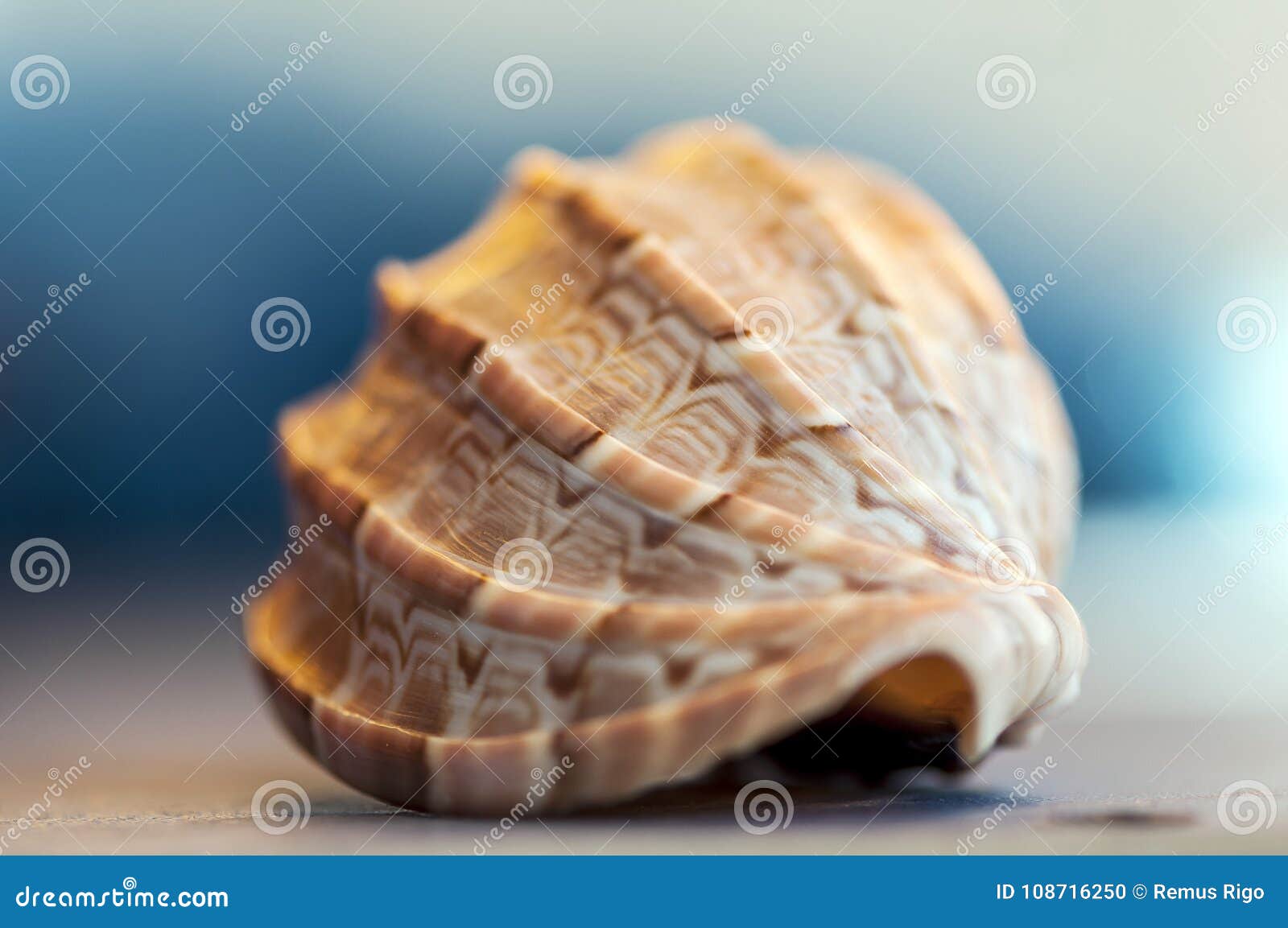 Close-up on a seashell stock photo. Image of shell, closeup - 108716250