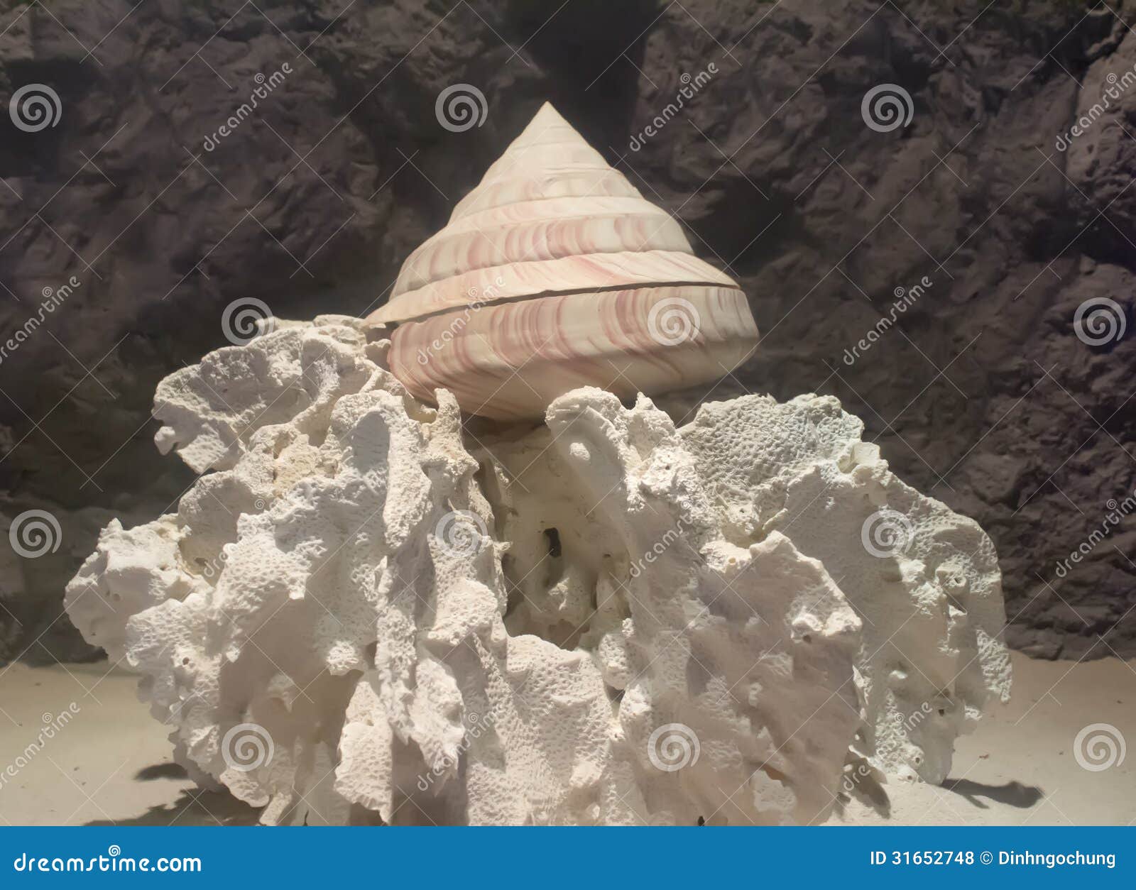 Close up of a seashell stock photo. Image of animal, beach - 31652748