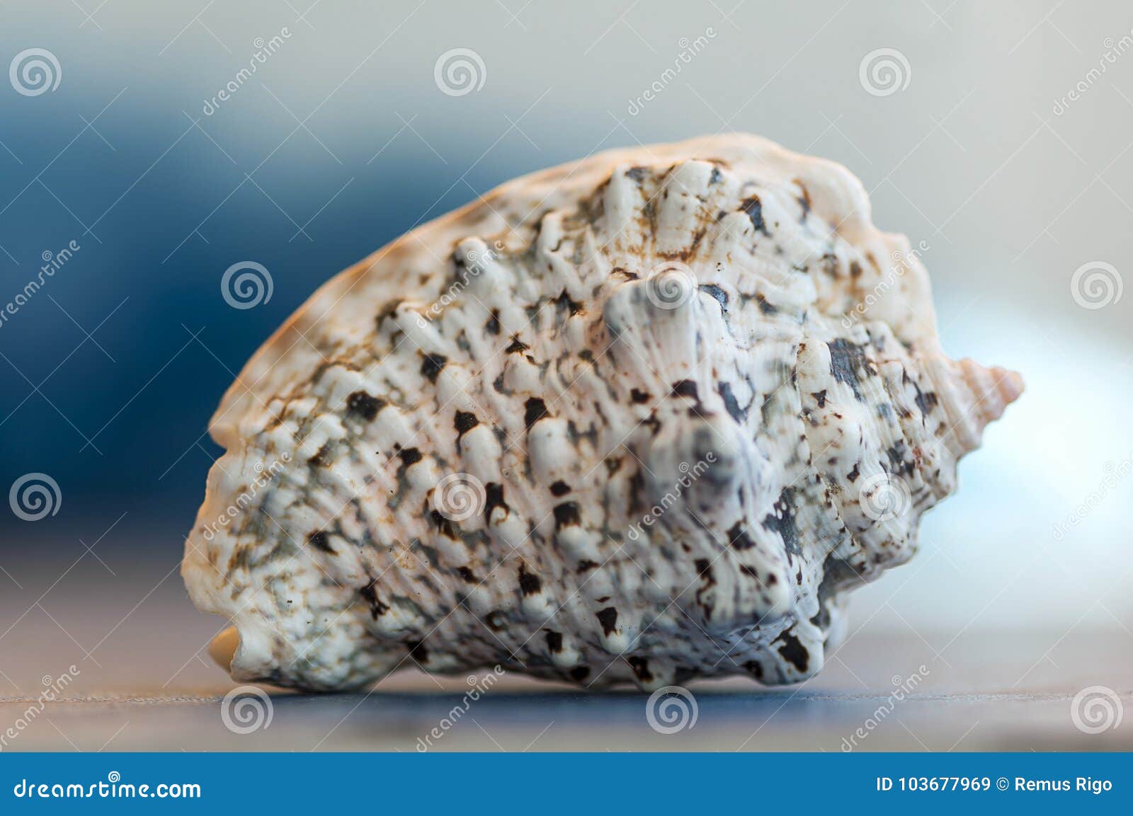 Close-up on a seashell stock image. Image of marine - 103677969