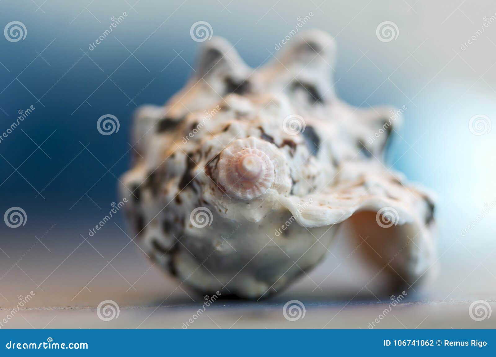 Close-up on a seashell stock photo. Image of close, macro - 106741062