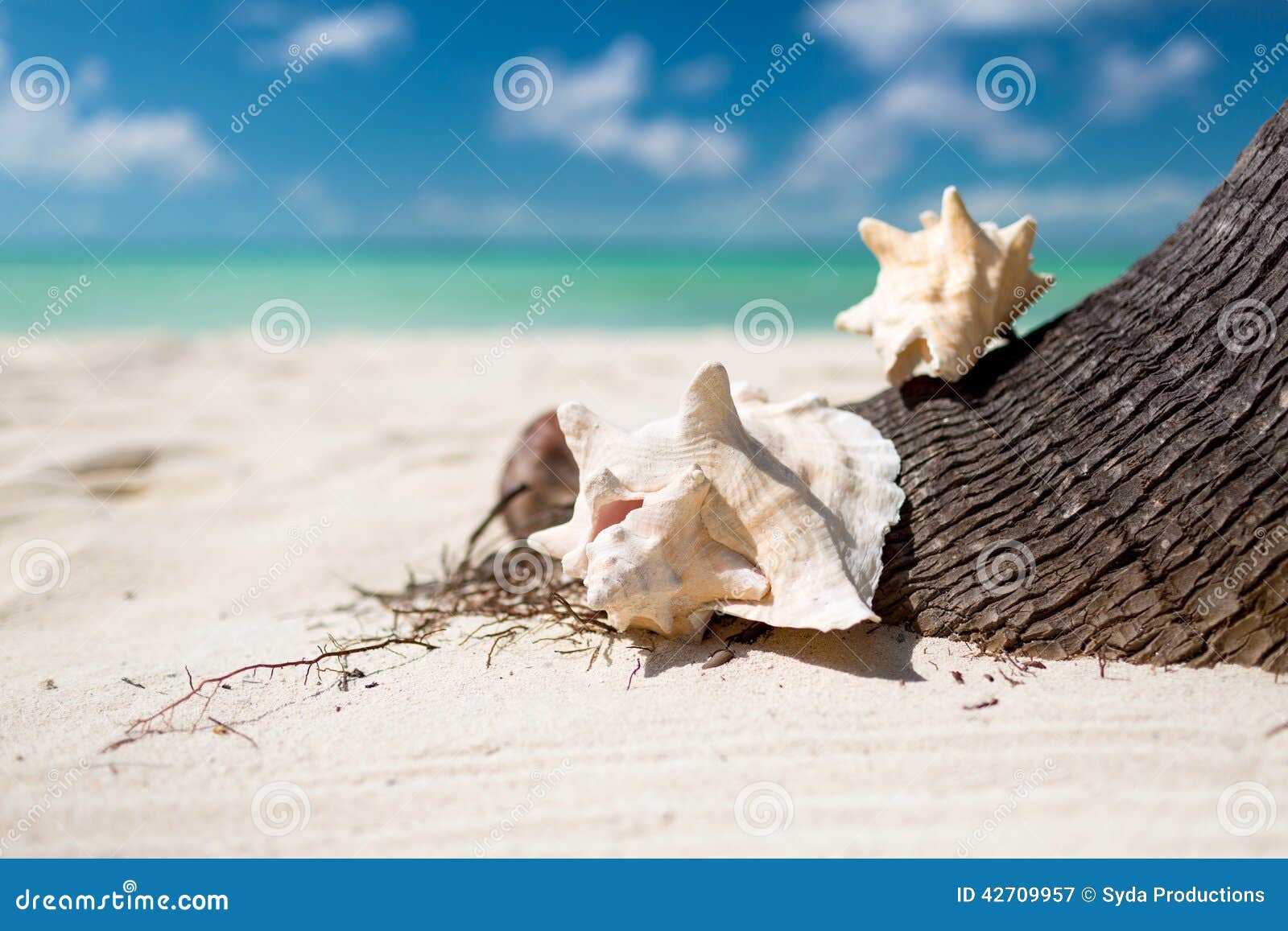 Close Up of Seashell on Tropical Beach Stock Image - Image of ...