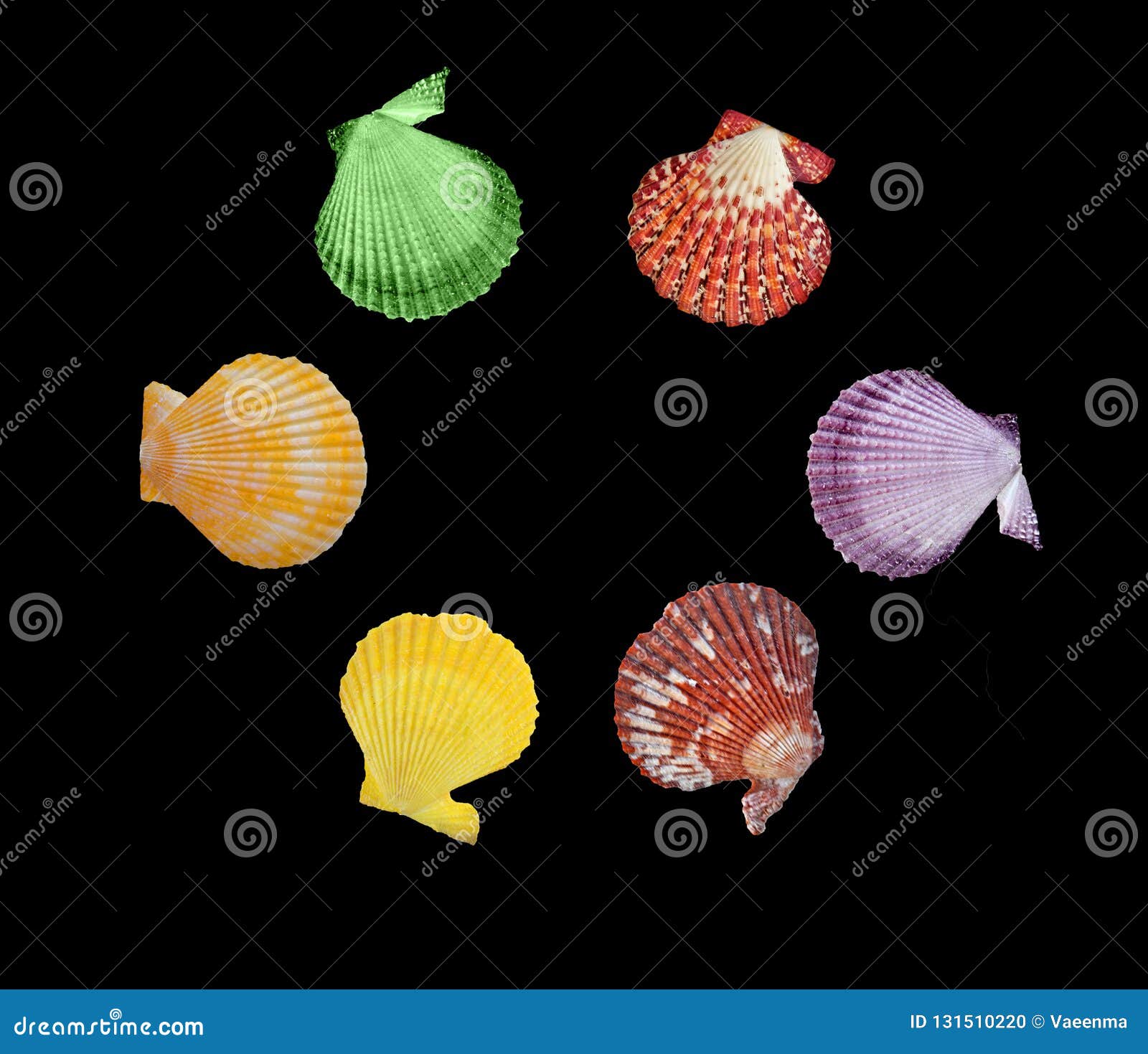 Close up of seashells stock photo. Image of isolated - 131510220