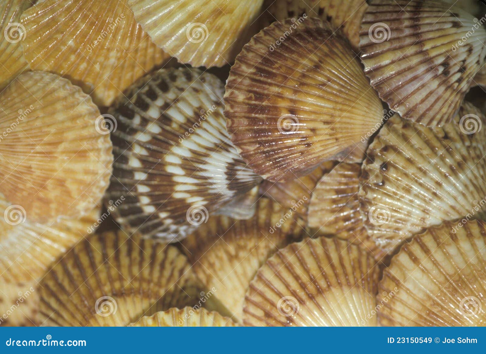 Close up of seashells stock image. Image of color, life - 23150549