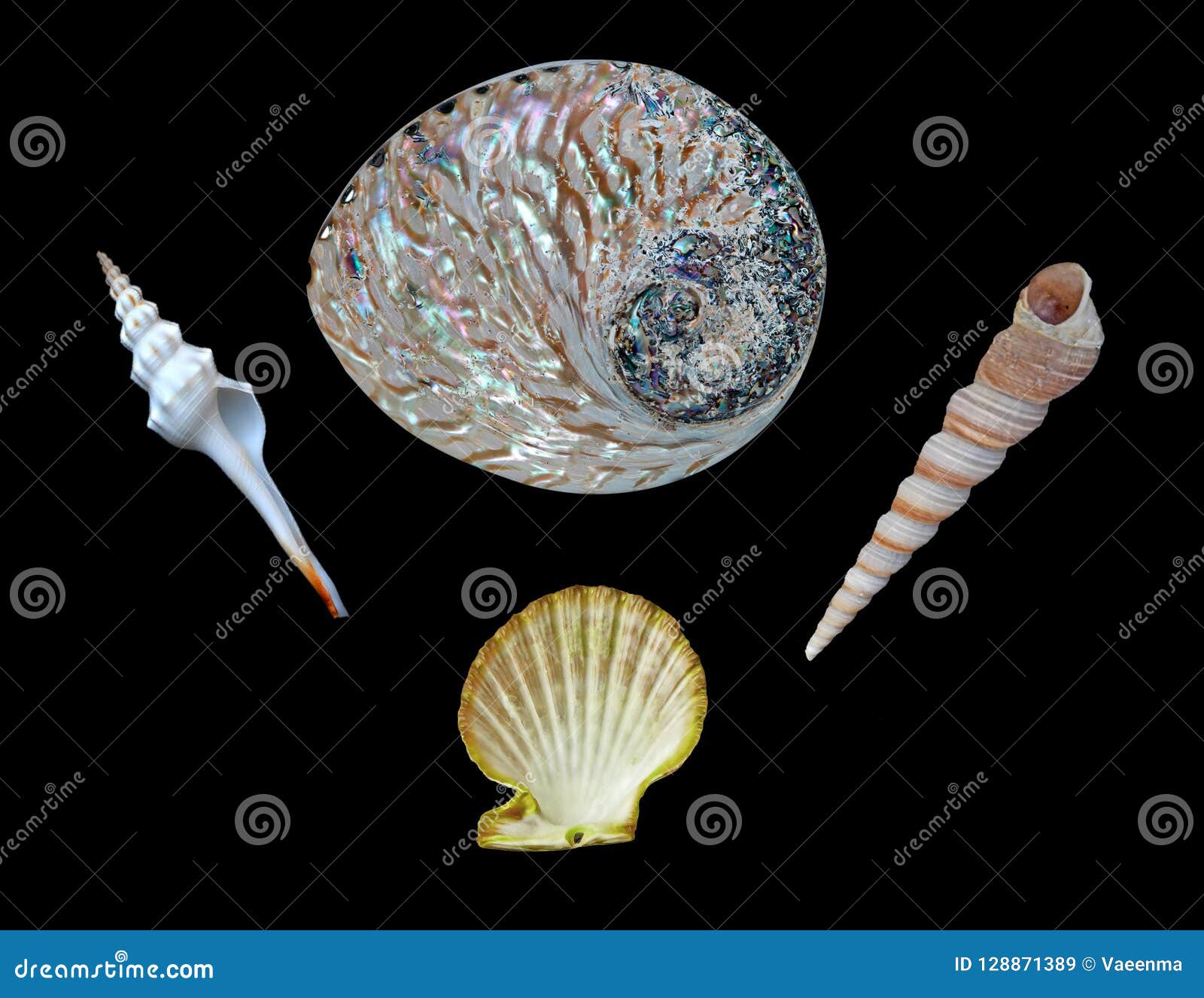 Close up of seashells stock image. Image of shell, gastropoda - 128871389