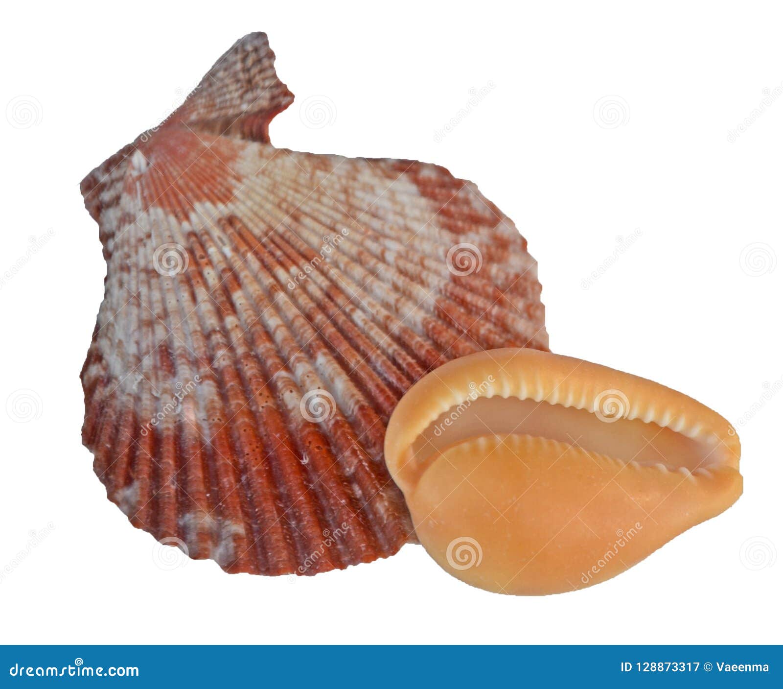 Close up of seashells stock image. Image of seashells - 128873317