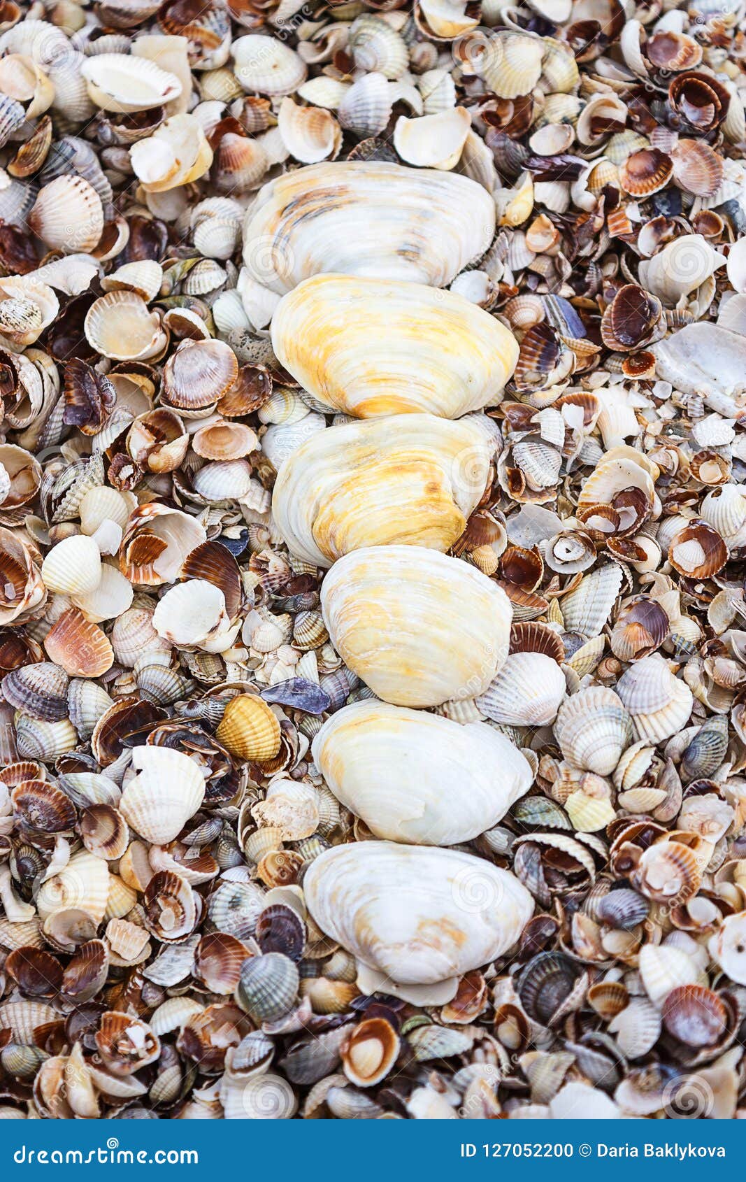 Line of shells stock photo. Image of white, shell, holiday - 127052200