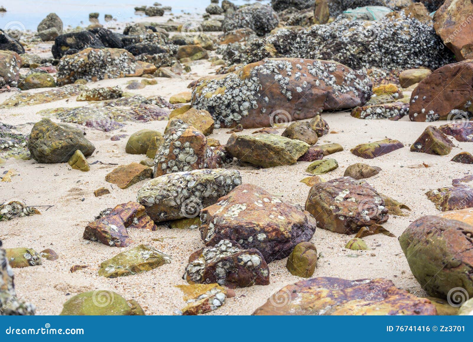 Close-up of Seashells on the Rocks and Beach Stock Photo - Image of ...