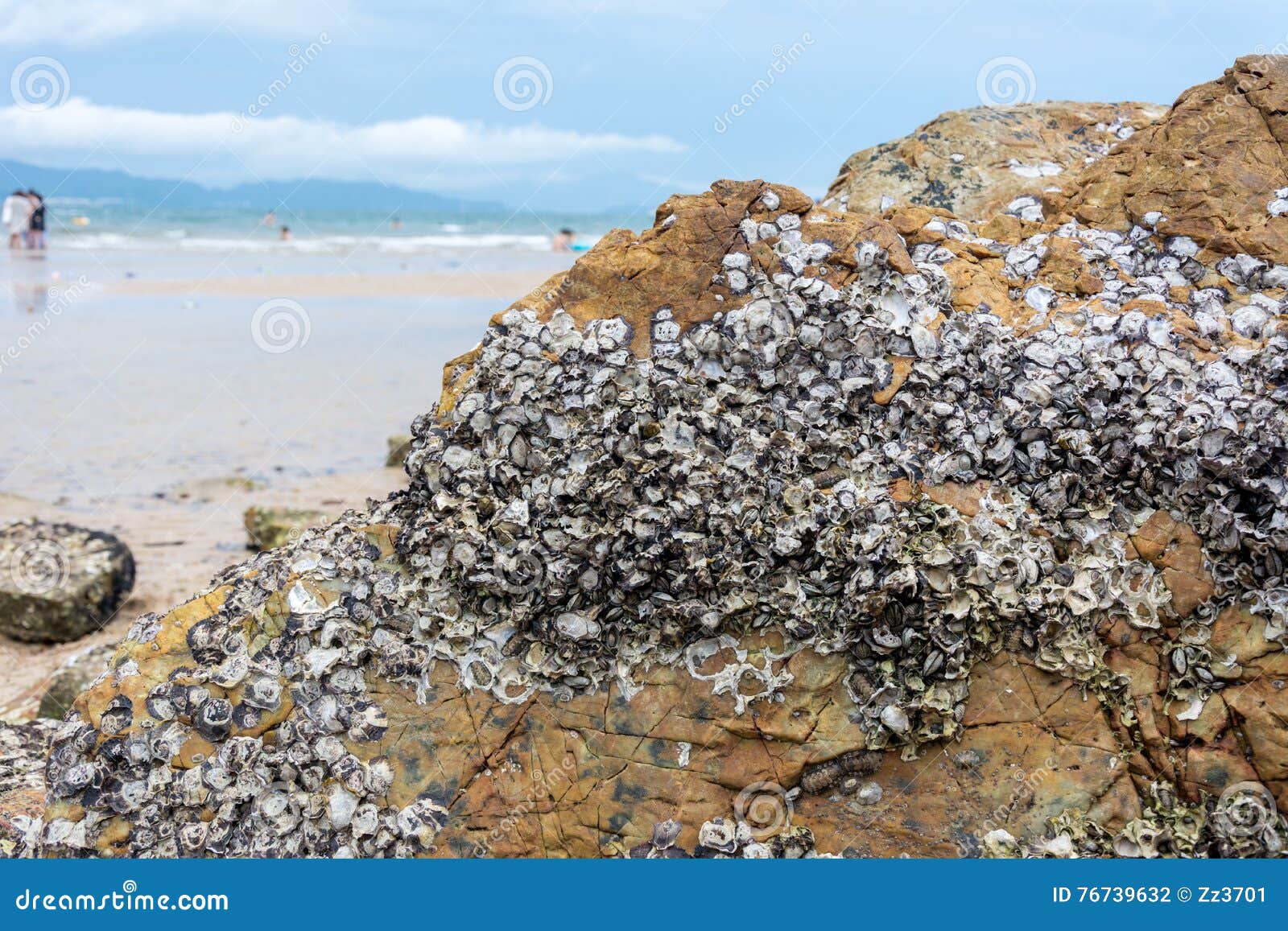 Close-up of Seashells on the Rocks Stock Photo - Image of china, rough ...