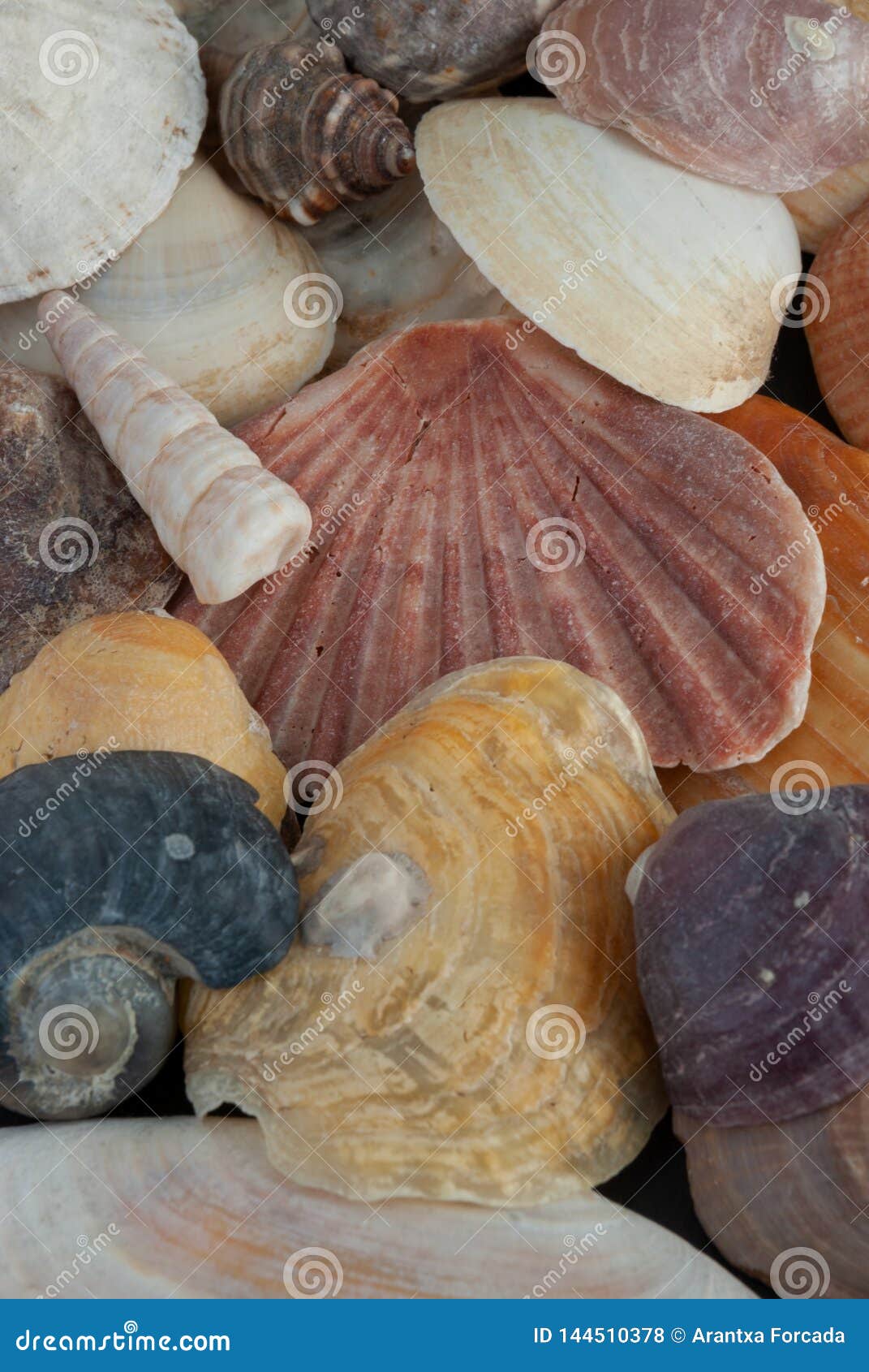 Close-up of seashells stock photo. Image of life, europe - 144510378