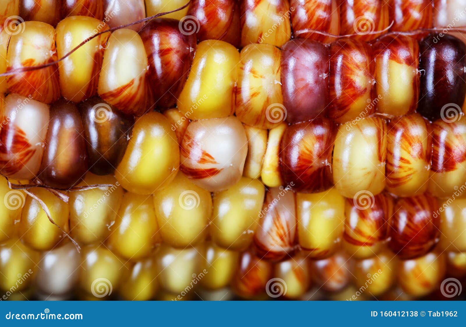 Close Up of Seasonal Multiple Color Corn in Filled Frame Format Stock ...