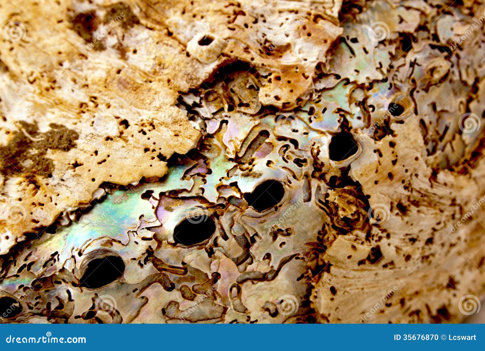 Close Up of Section of Abalone Shell Stock Photo - Image of mollusk ...