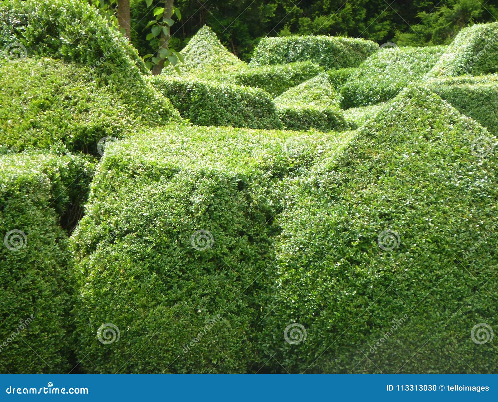 Close Up Topiary Garden Hedges Stock Photo - Image of plant, garden ...