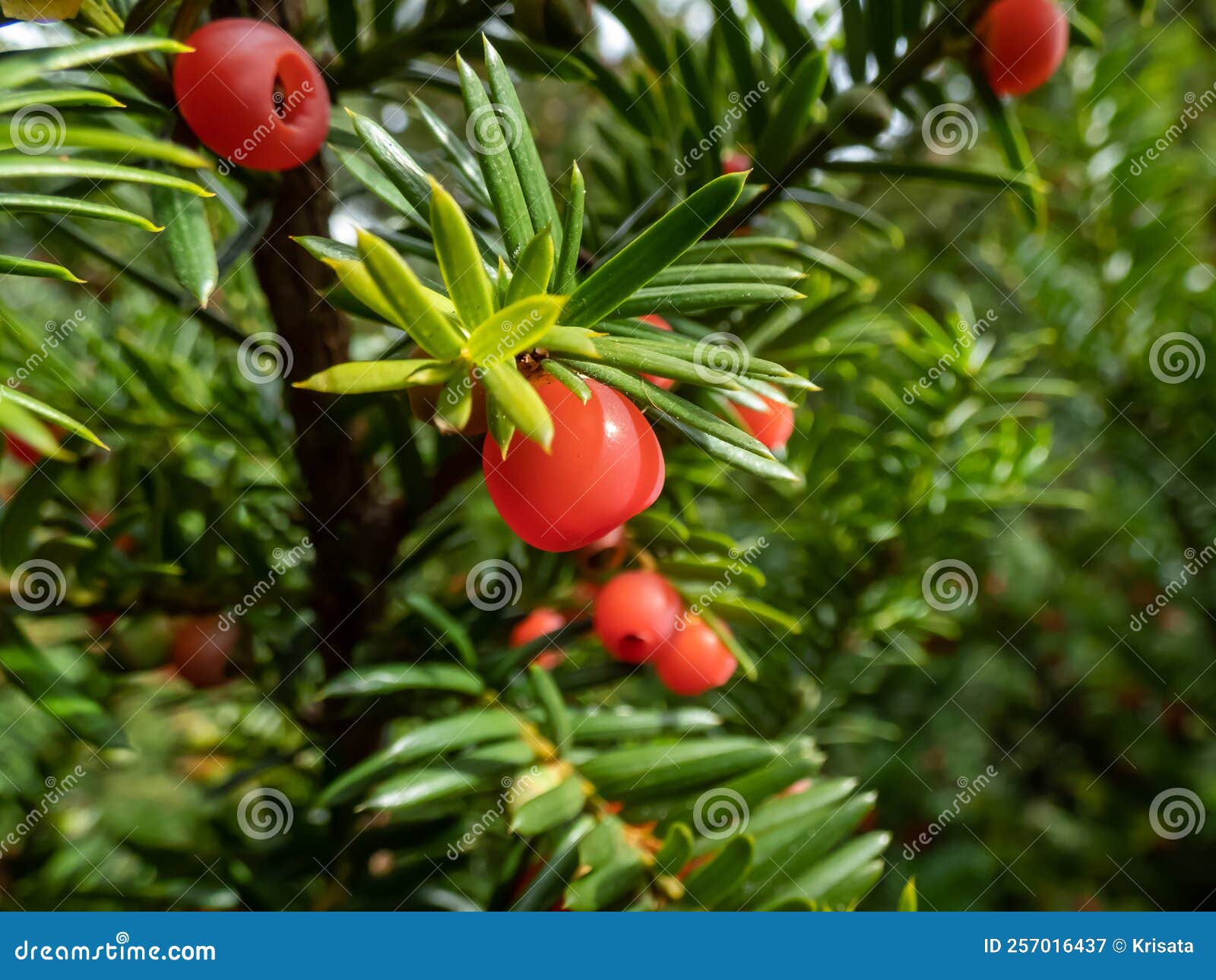 Close-up of Seed Cones with Seed Surrounded by Fleshy Scale Which ...