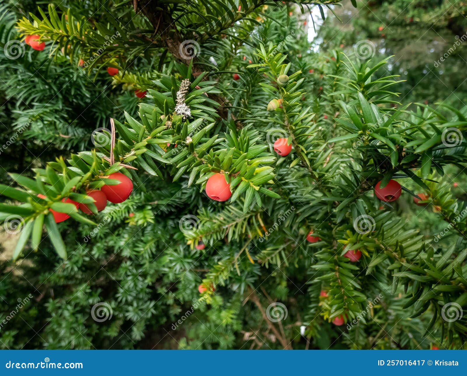 Close-up of Seed Cones with Seed Surrounded by Fleshy Scale Which ...
