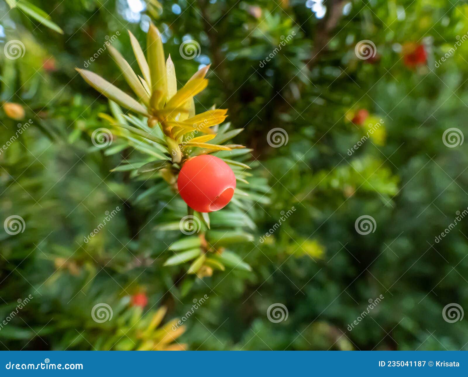 Close-up of Seed Cones with Seed Surrounded by Fleshy Scale Which ...