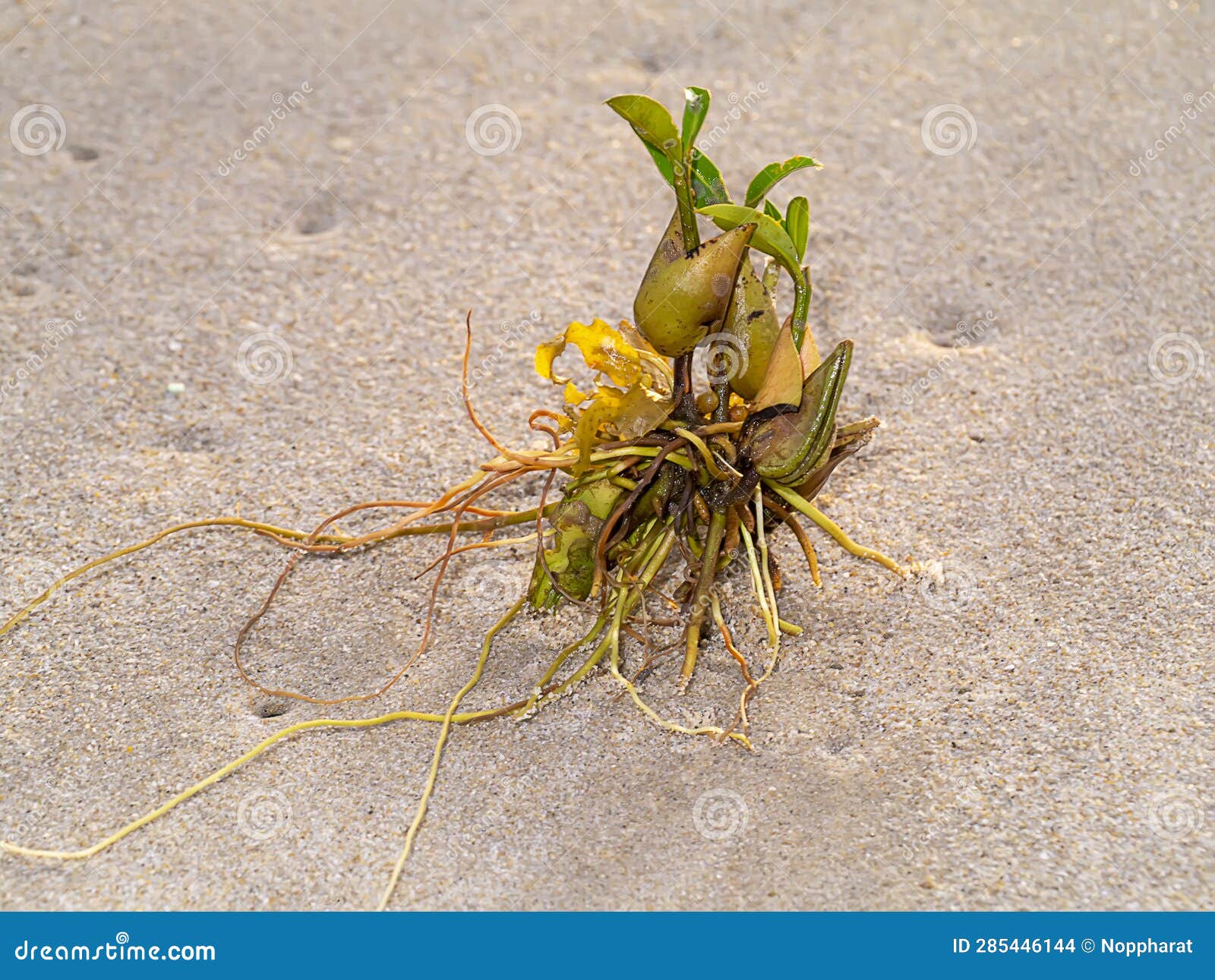 Close Up the Seed Growing with Roots on the Beach Stock Photo - Image ...