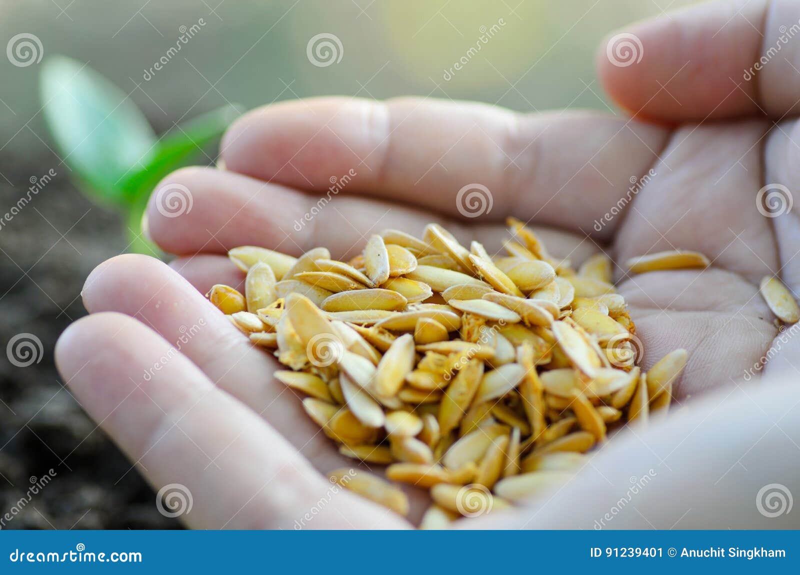 Close up seed on hand stock image. Image of green, growth - 91239401