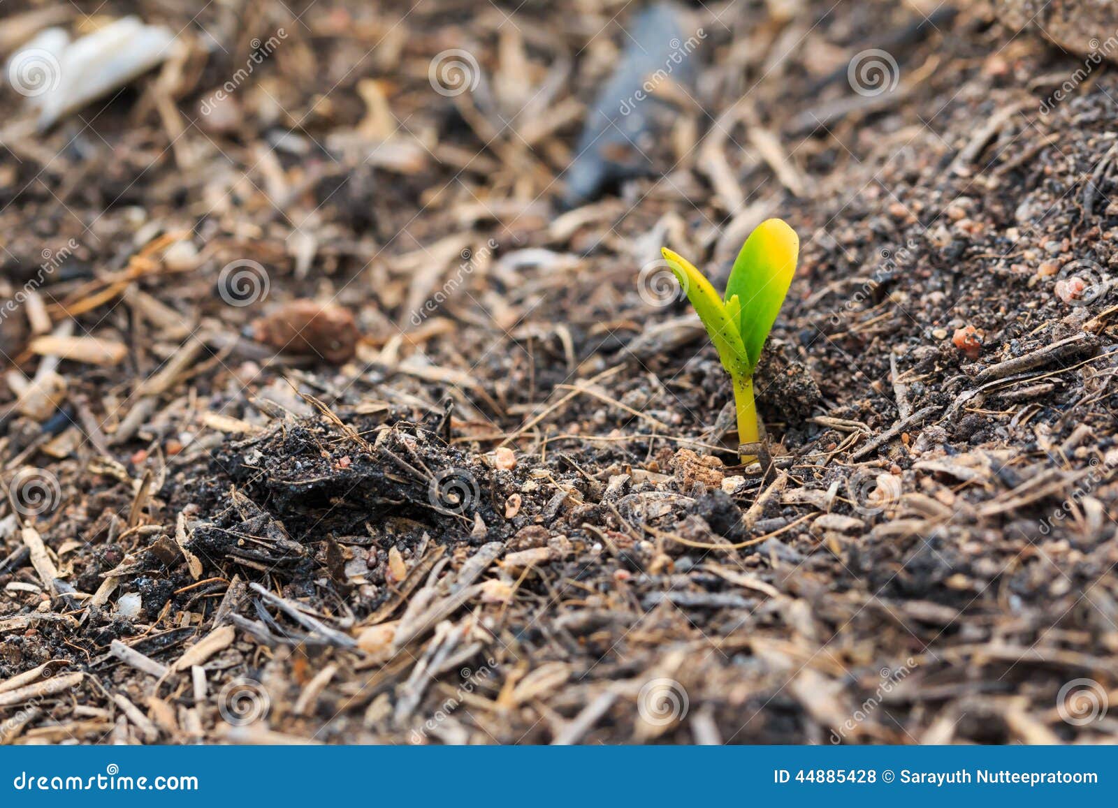 Close up seed , small tree stock photo. Image of ground - 44885428