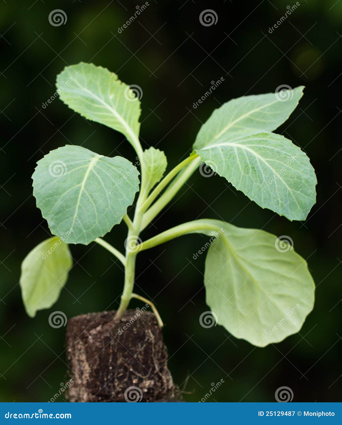 Close Up , Seedling,cabbage Plant Stock Image - Image of field, fresh ...