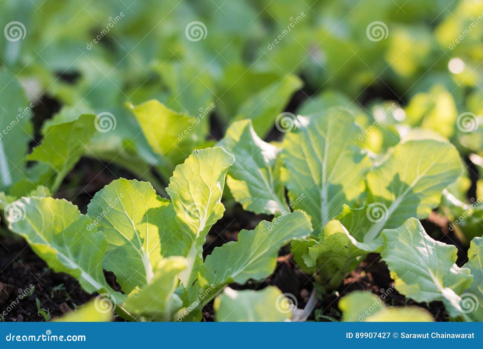 Close Up Seedling Lettuce with Sunlight Growing in Garden. Stock Image ...