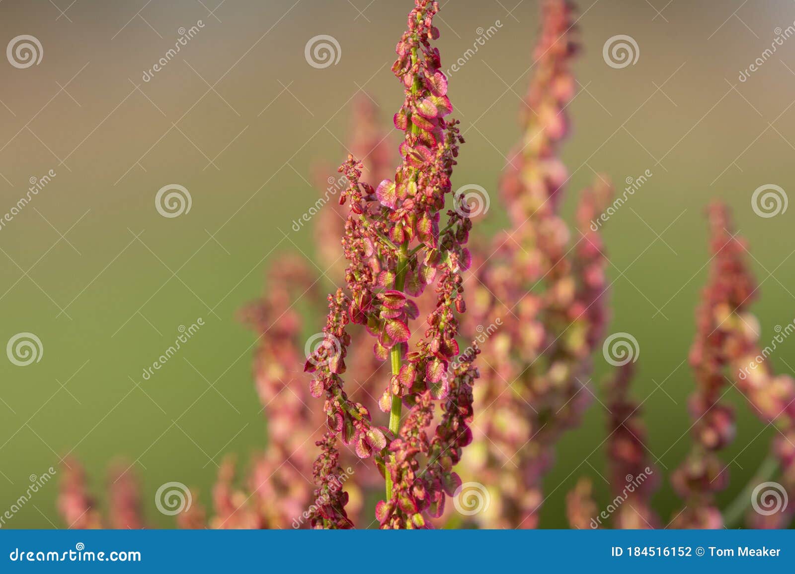 Dock rumex plant stock photo. Image of environment, focus - 184516152