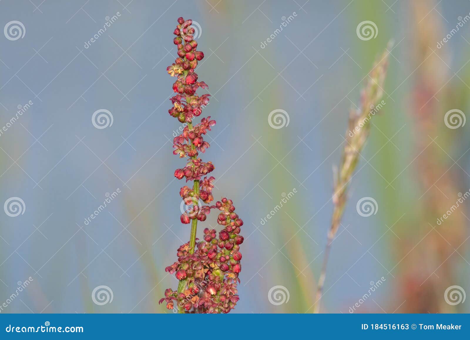 Dock rumex plant stock image. Image of dockweed, focus - 184516163